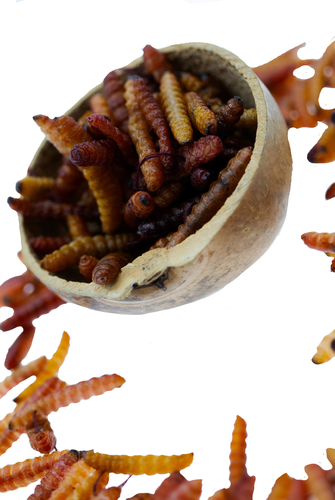 Gusano de Maguey vivos solo temporada - SoyOaxaca.com