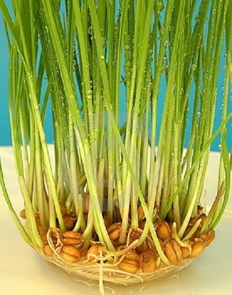 SEMILLA DE TRIGO NATURAL - Comprar en EL MOLINO VERDE