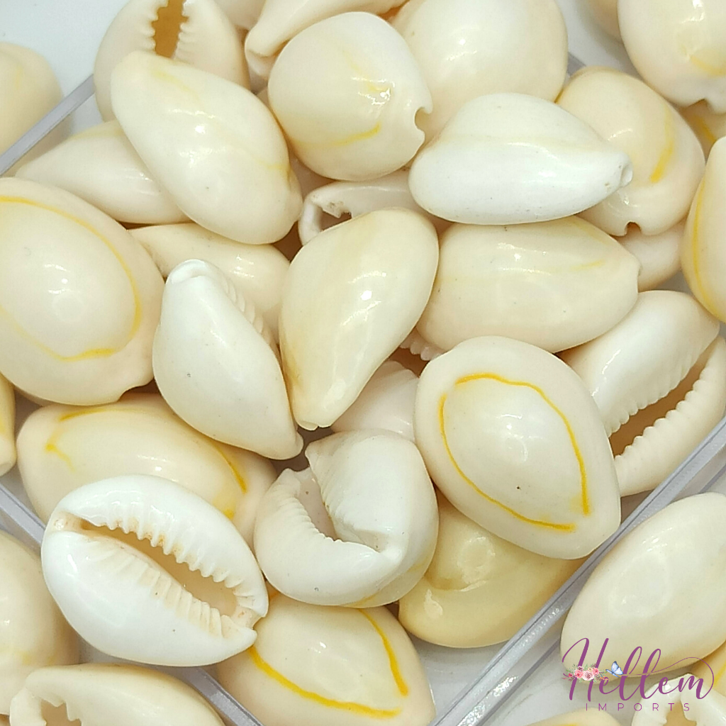 Búzios Natural 2cm (50gramas/Aprox.20pçs)