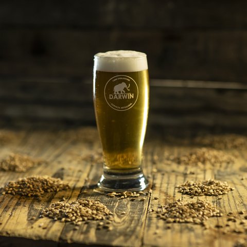 Comprá online productos en Darwin Cerveza Artesanal