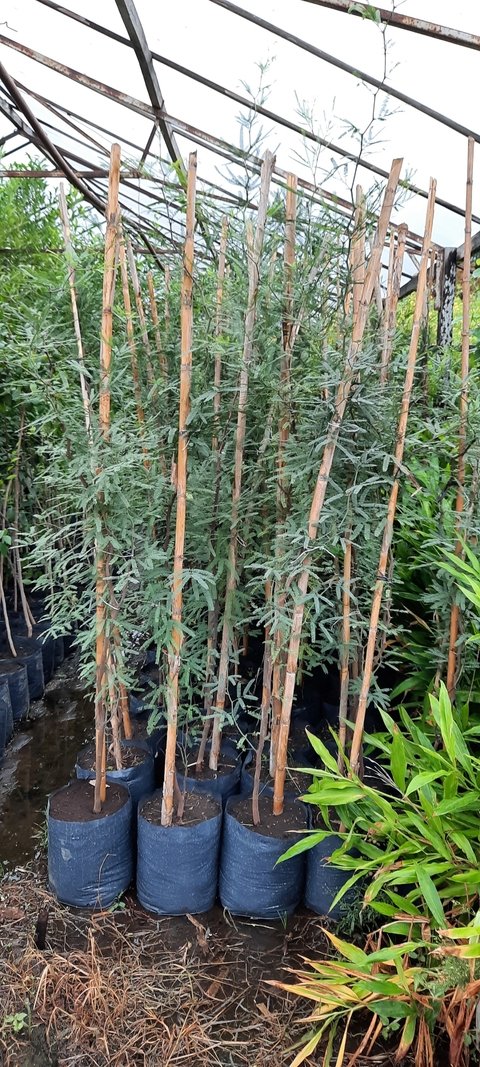 Curupí Árbol nativo - Comprar en Nativas de Origen