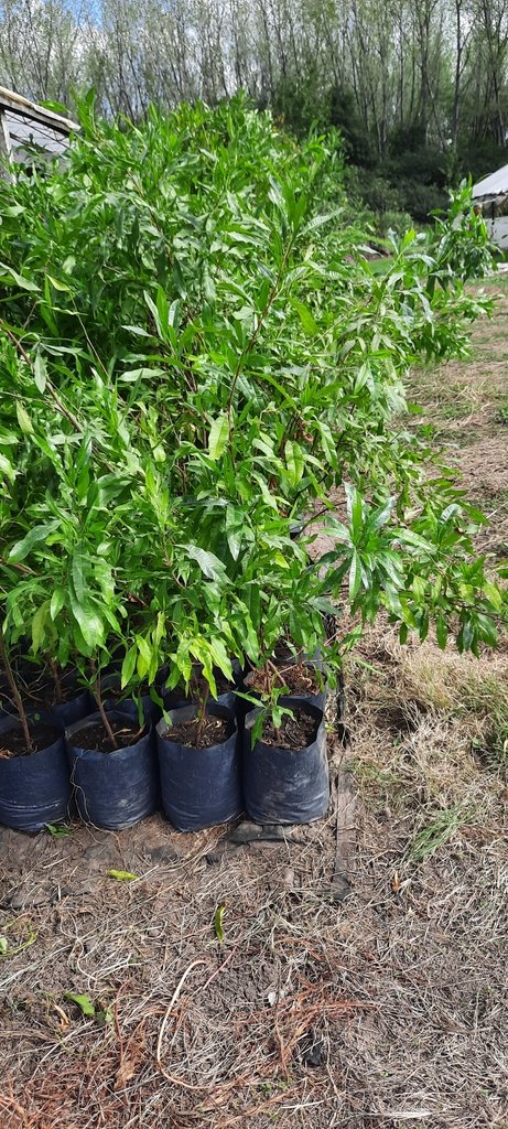 Chirca dodonea | Árbol Nativo - Nativas de Origen