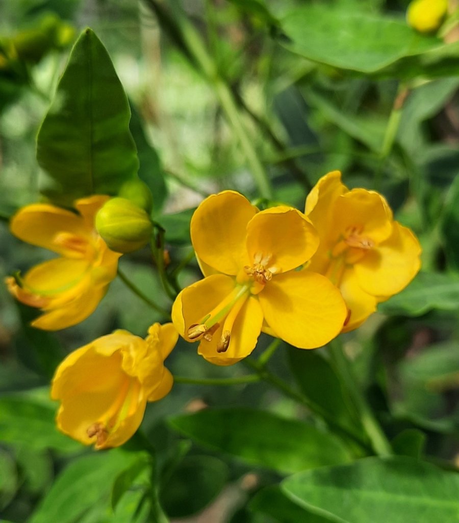 sen de campo planta nativa