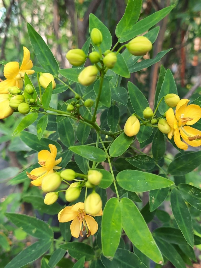 sen de campo planta nativa