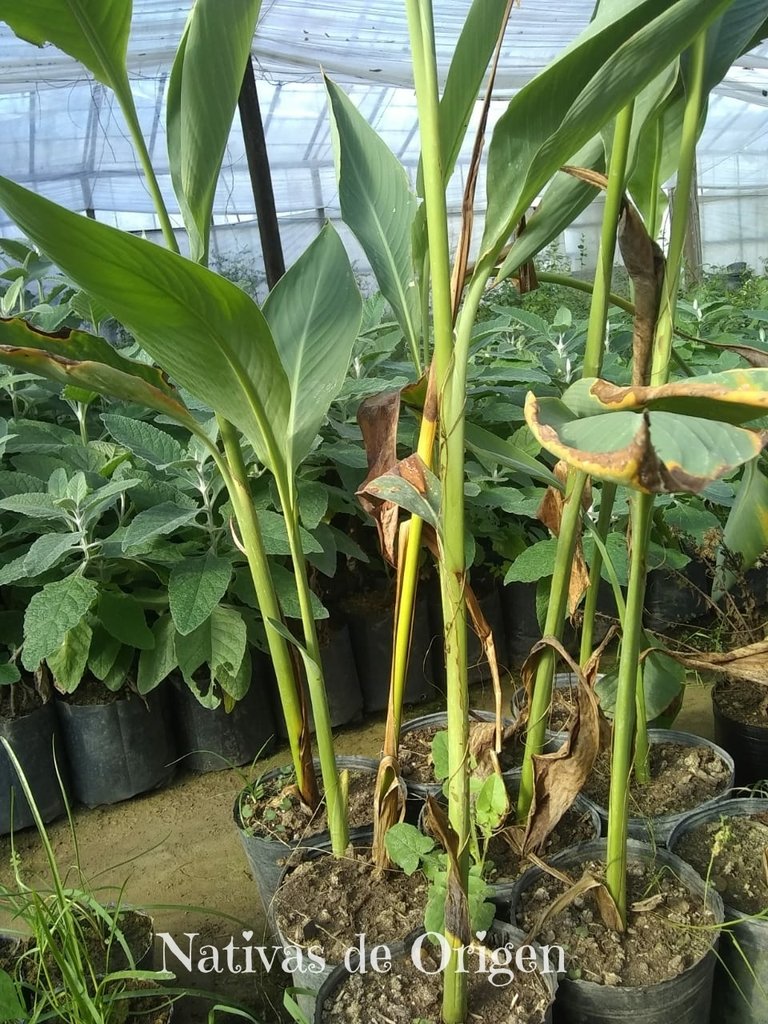 Achira Planta Nativa