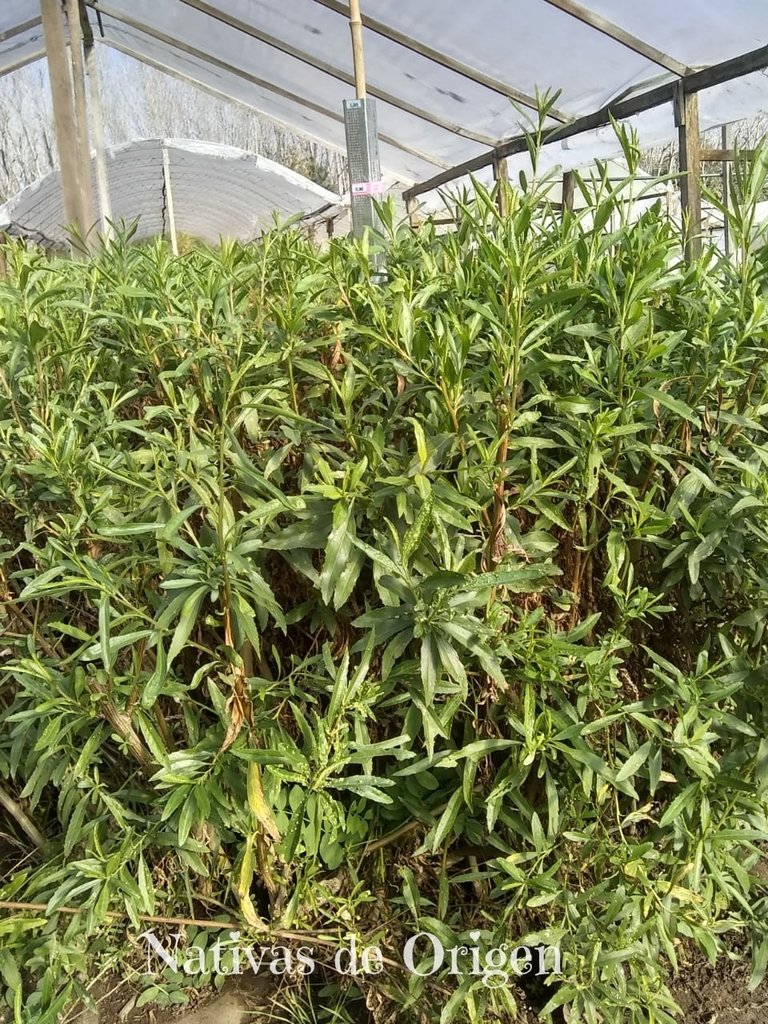 chilca planta nativa