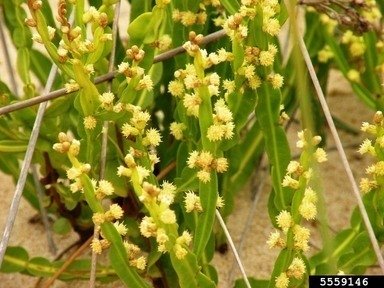 carqueja planta nativa