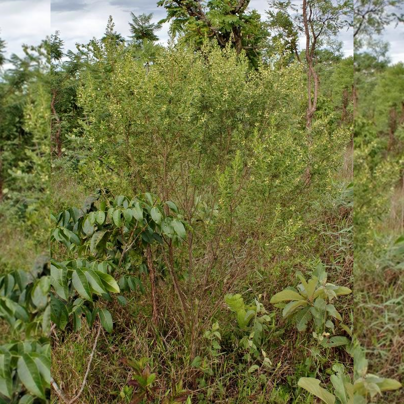 Chirca Blanca planta nativa