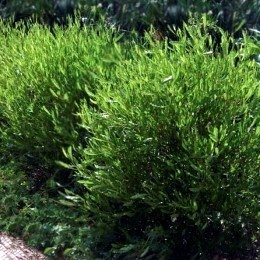 Chirca dodonea | Árbol Nativo - Nativas de Origen