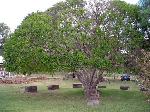 Curupí Árbol nativo - Comprar en Nativas de Origen