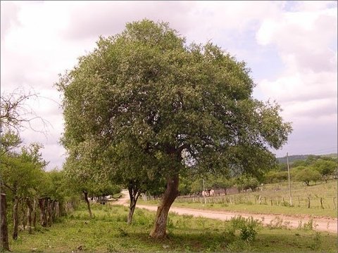 Guayabo colorado o Mato | Árbol Nativo