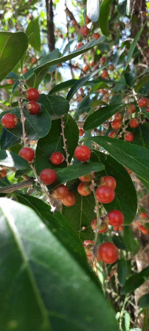 Curupí Árbol nativo - Comprar en Nativas de Origen