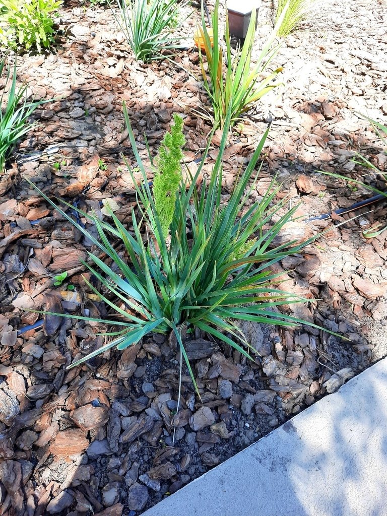 poa de las sierras planta nativa