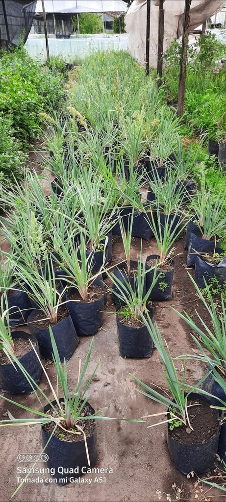 poa de las sierras planta nativa