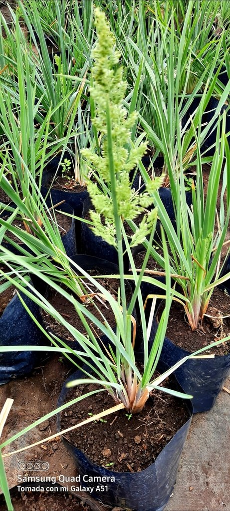 poa de las sierras planta nativa