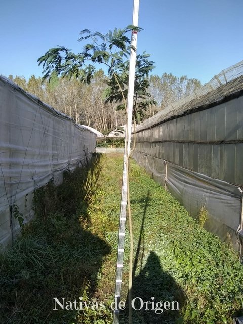 Timbó Blanco | Árbol Nativo - Nativas de Origen