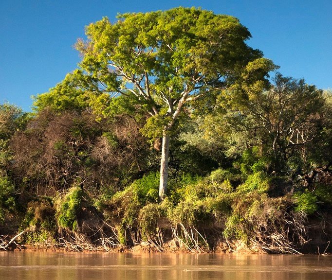 Timbó Blanco | Árbol Nativo - Nativas de Origen