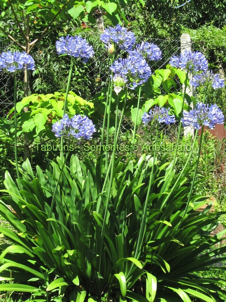 AGAPANTUS AZUL - AGAPANTHUS AFRICANUS