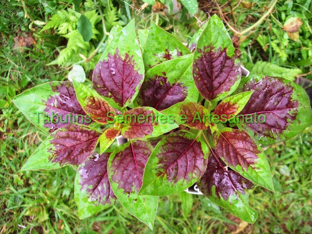 Sementes de AMARANTO RED STRIPE - COMESTÍVEL BICOLOR - AMARANTHUS MAN