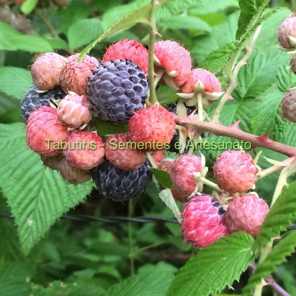 Sementes de FRAMBOESA MYSORE - RUBUS ALBESCENS