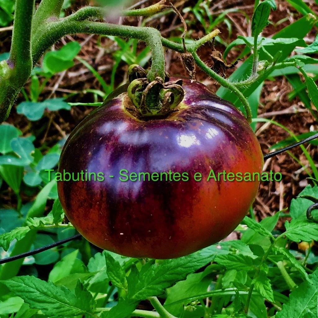 Sementes de TOMATE BLUE BEAUTY