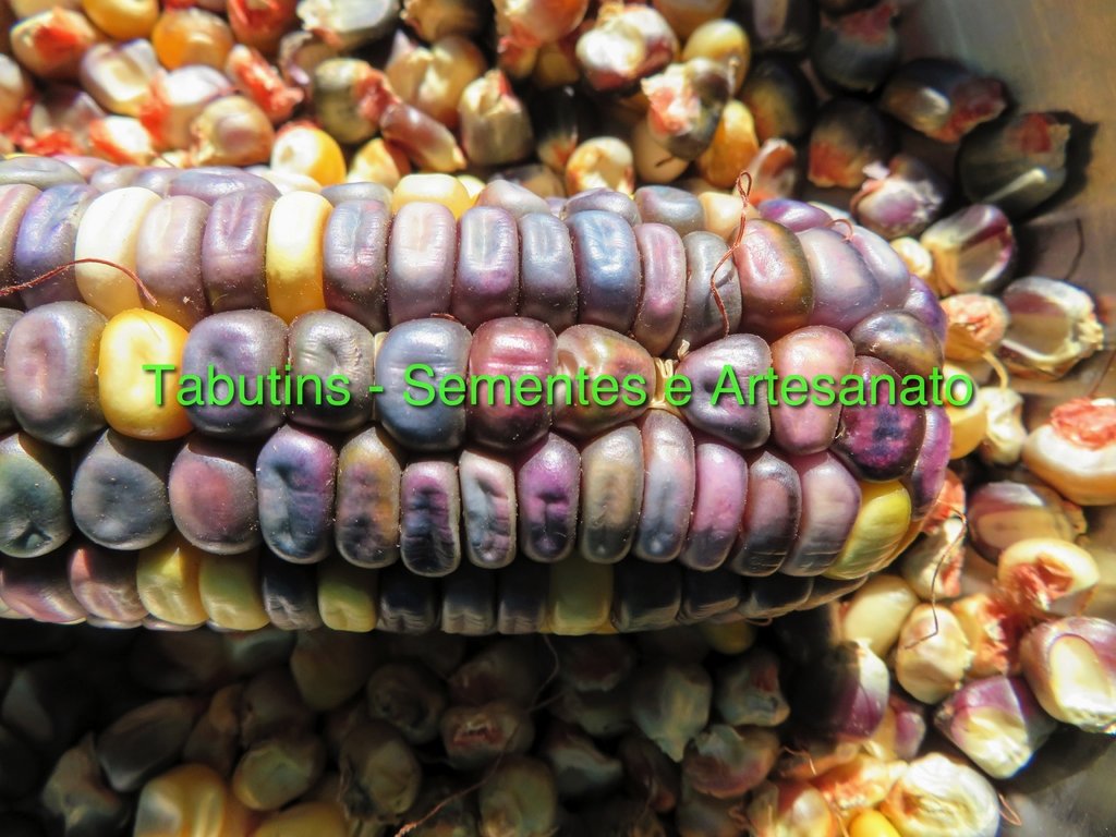 MILHO ÍNDIO GIGANTE