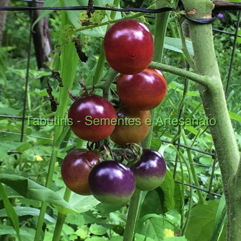 TOMATE BLUE CHERRY