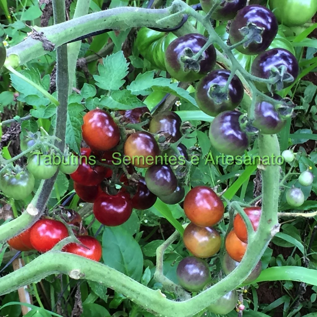 TOMATE BLUE CHERRY