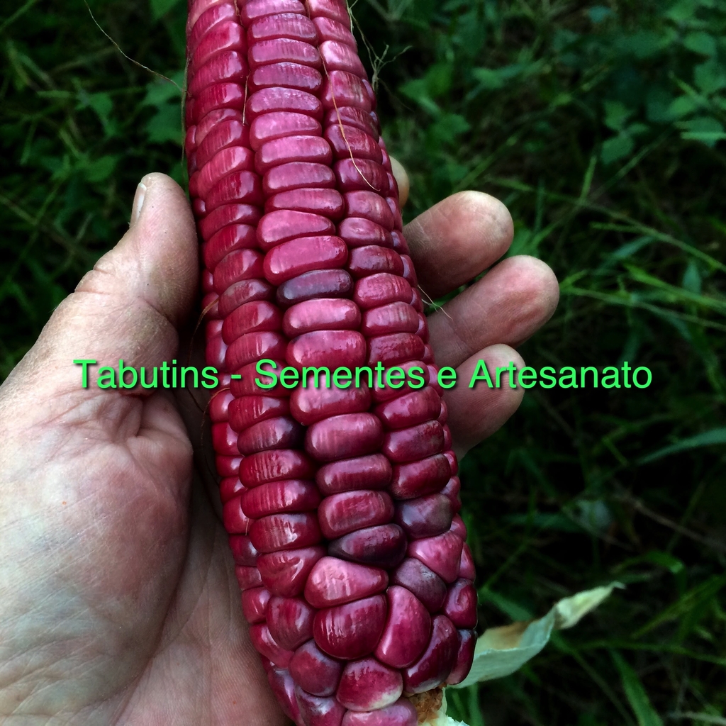 Sementes de MILHO PERUANO ROXO