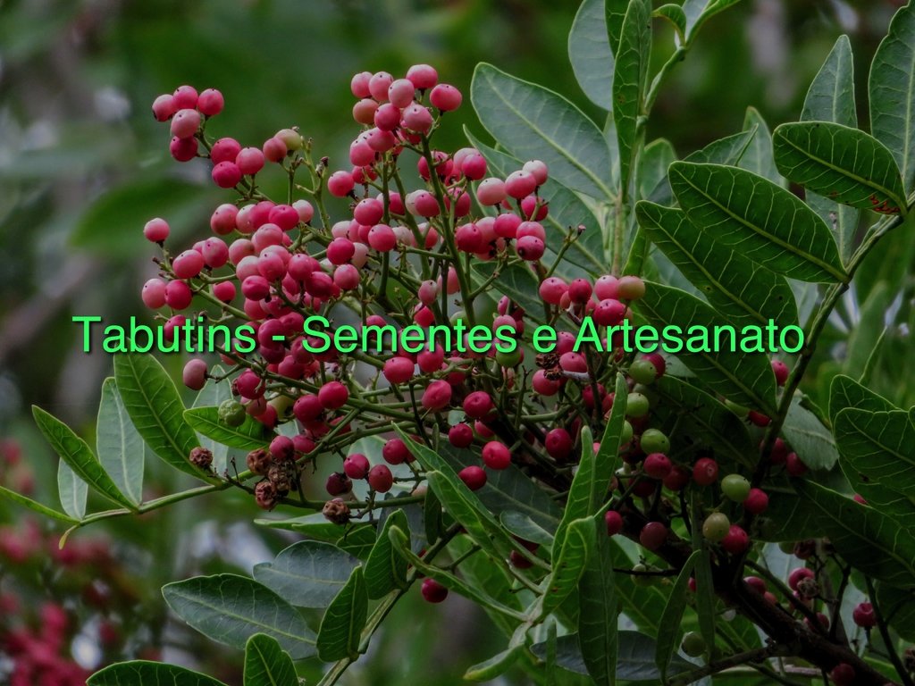 Sementes de AROEIRA VERMELHA - PIMENTA ROSA - SCHINUS TEREBINTHIFOLIUS
