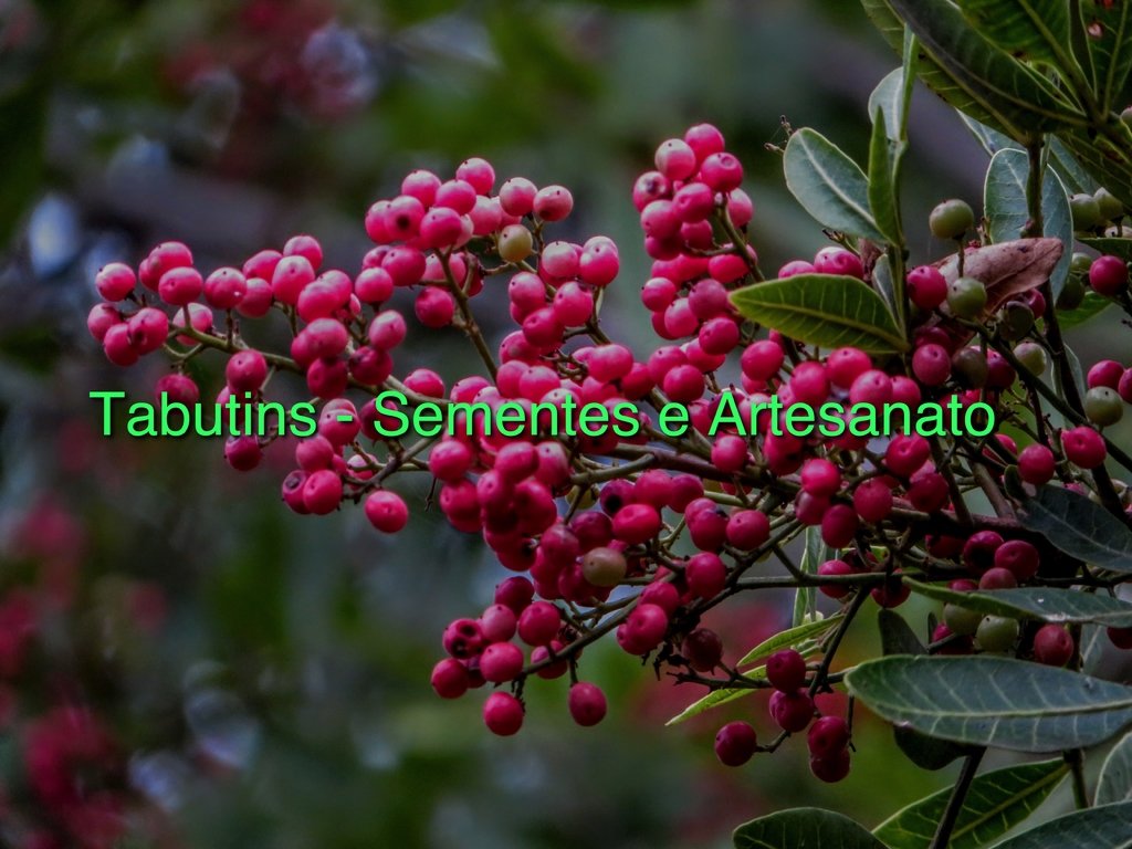 Sementes de AROEIRA VERMELHA - PIMENTA ROSA - SCHINUS TEREBINTHIFOLIUS