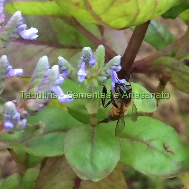MACASSÁ, CATINGA DE MULATA - AEOLLANTHUS SUAVEOLENS