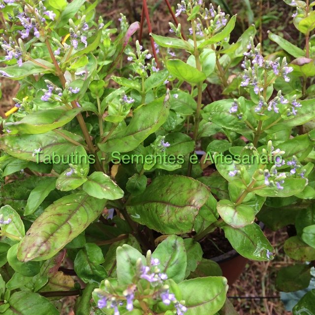 MACASSÁ, CATINGA DE MULATA - AEOLLANTHUS SUAVEOLENS