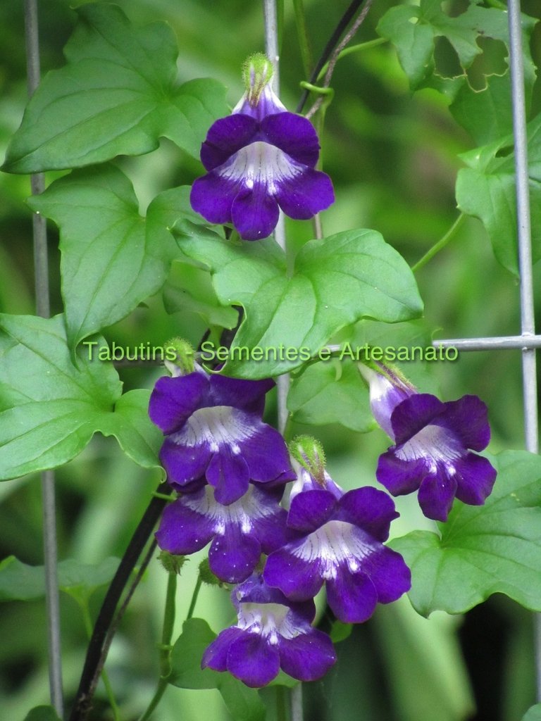 MAURANDYA - ASARINA SCANDENS
