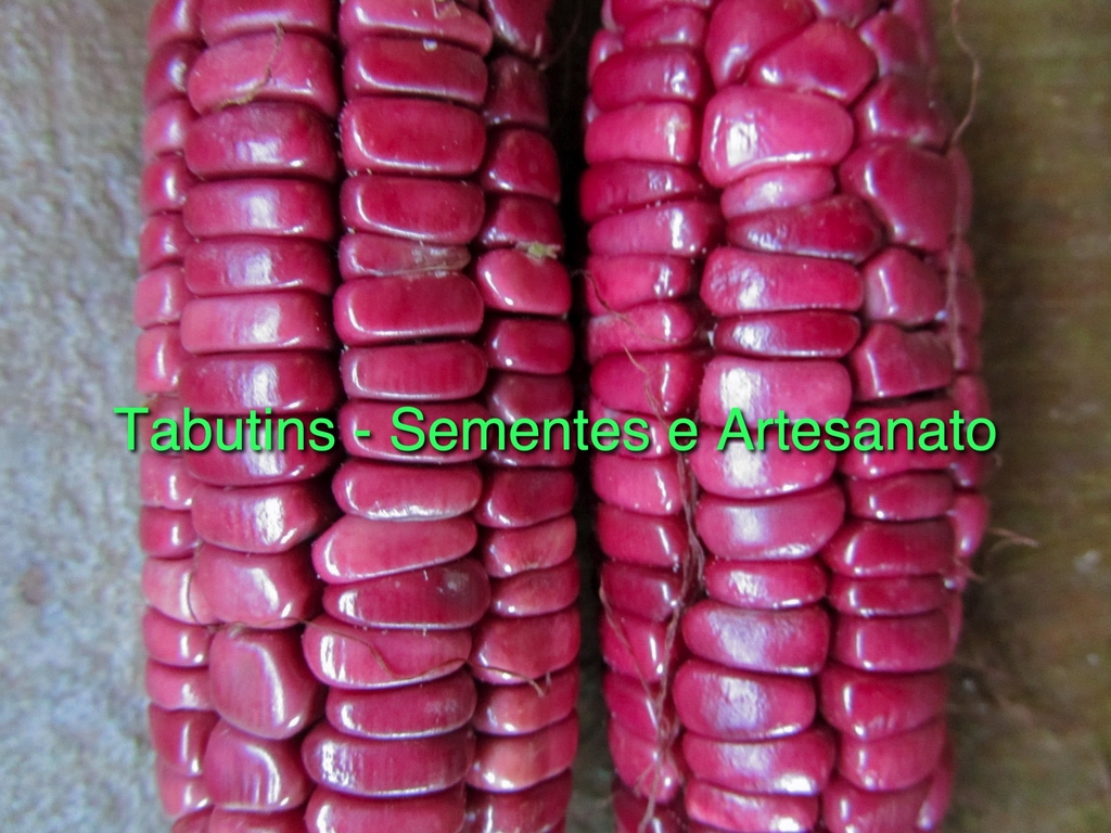 Sementes de MILHO PERUANO ROXO
