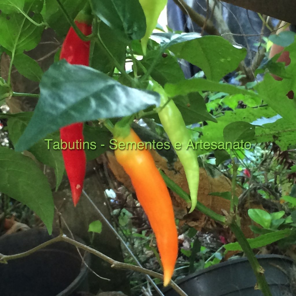 PIMENTA AJI CRYSTAL - CAPSICUM BACCATUM