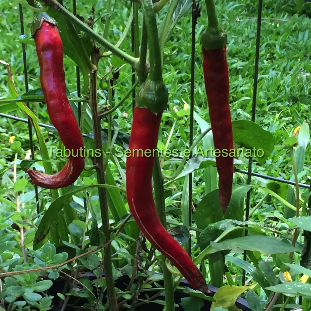 PIMENTA ARDIDA LONGA