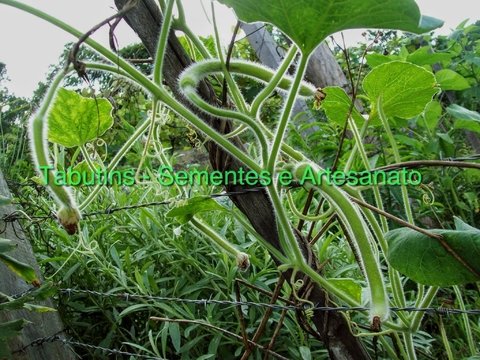Sementes de PORONGO COMESTÍVEL KIKINDA