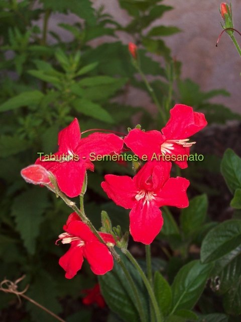 RUELIA VERMELHA - RUELLIA ELEGANS