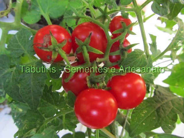 TOMATE DE VASO RED ROBIN