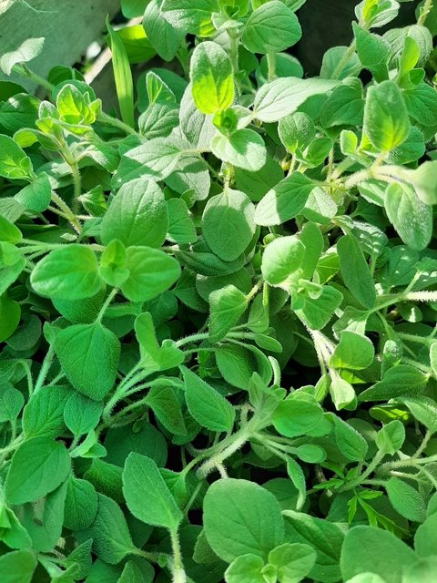 Comprar Plantas de exterior en Vivero Valle Fértil: Buscapina ...