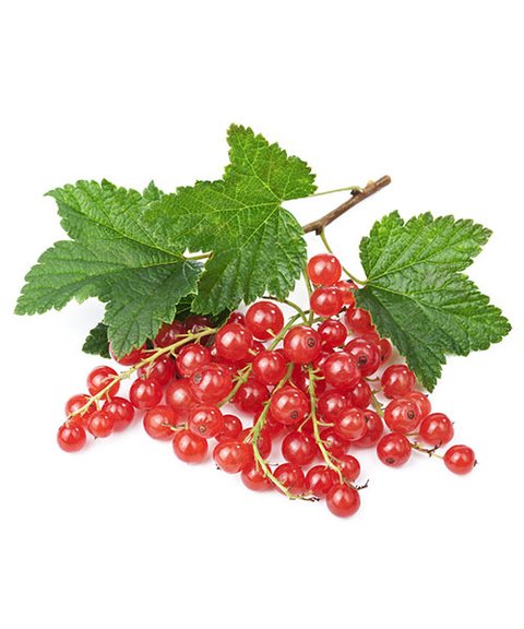 Groselha (Bandeja) - Comprar em Agrobonfim