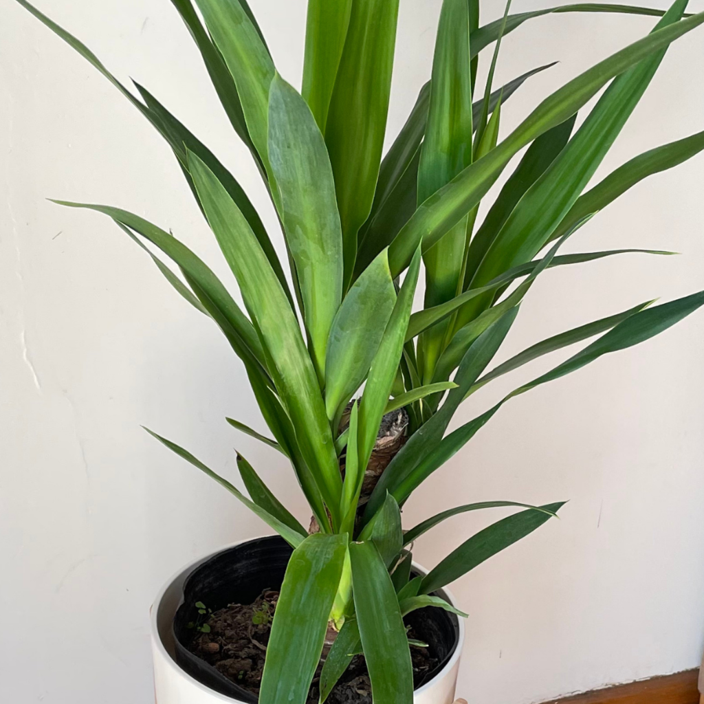 Planta Yuca - Comprar en El Jardin de Rocco