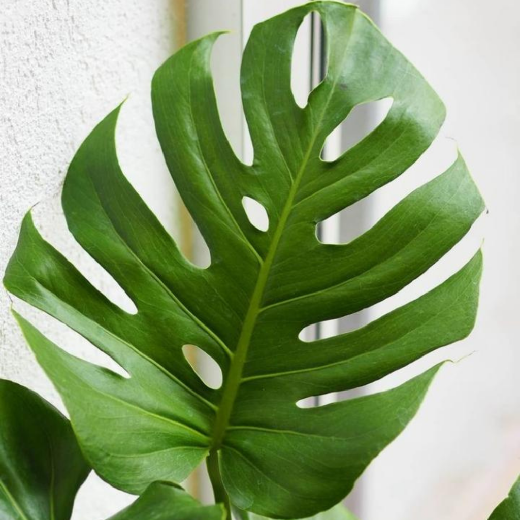 Monstera Deliciosa / Costilla de Adan