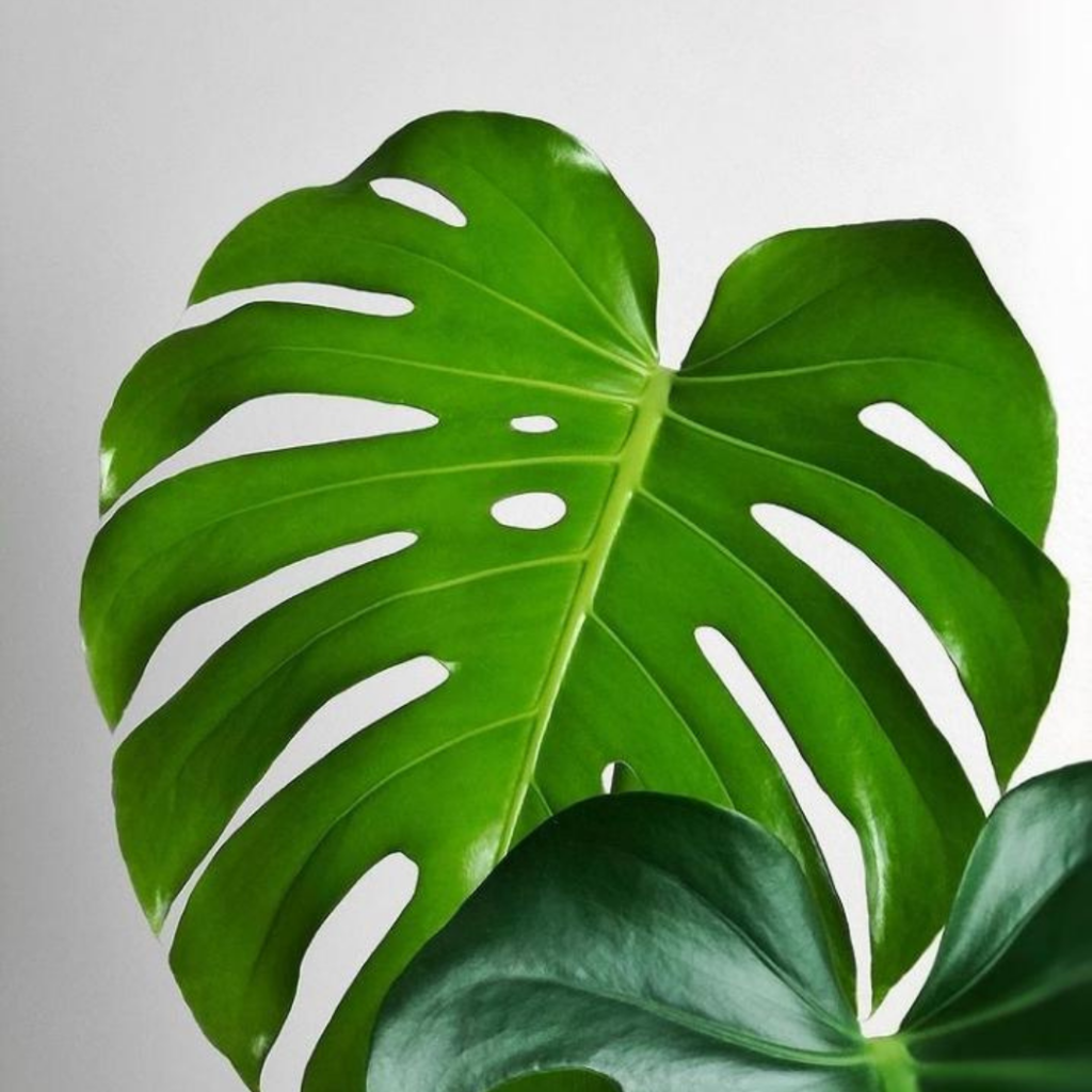 Monstera Deliciosa / Costilla de Adan