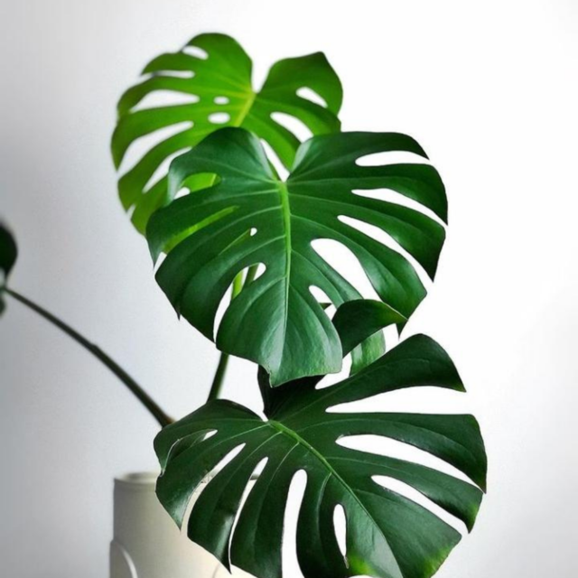 Monstera Deliciosa / Costilla de Adan
