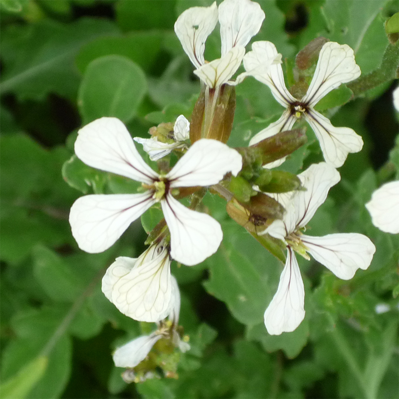 Rucula - flor comestible ( 60 semillas )