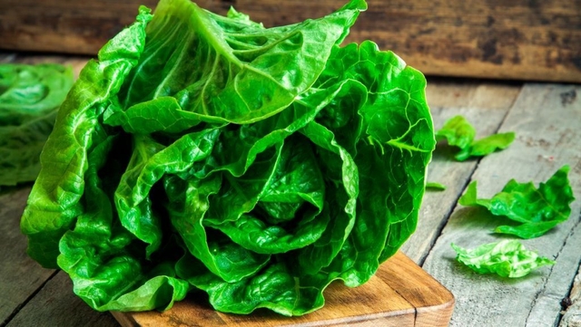 Lechuga mix ( 40 semillas ) - Airedelbosque Geraldine