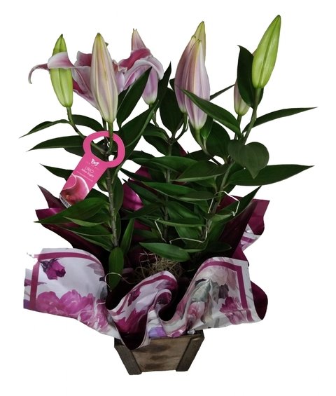 Lírio Rosa - Comprar em Bibi Flores