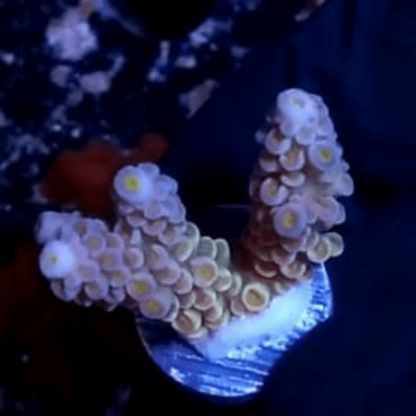 Acropora tenuia secale (sps) frag